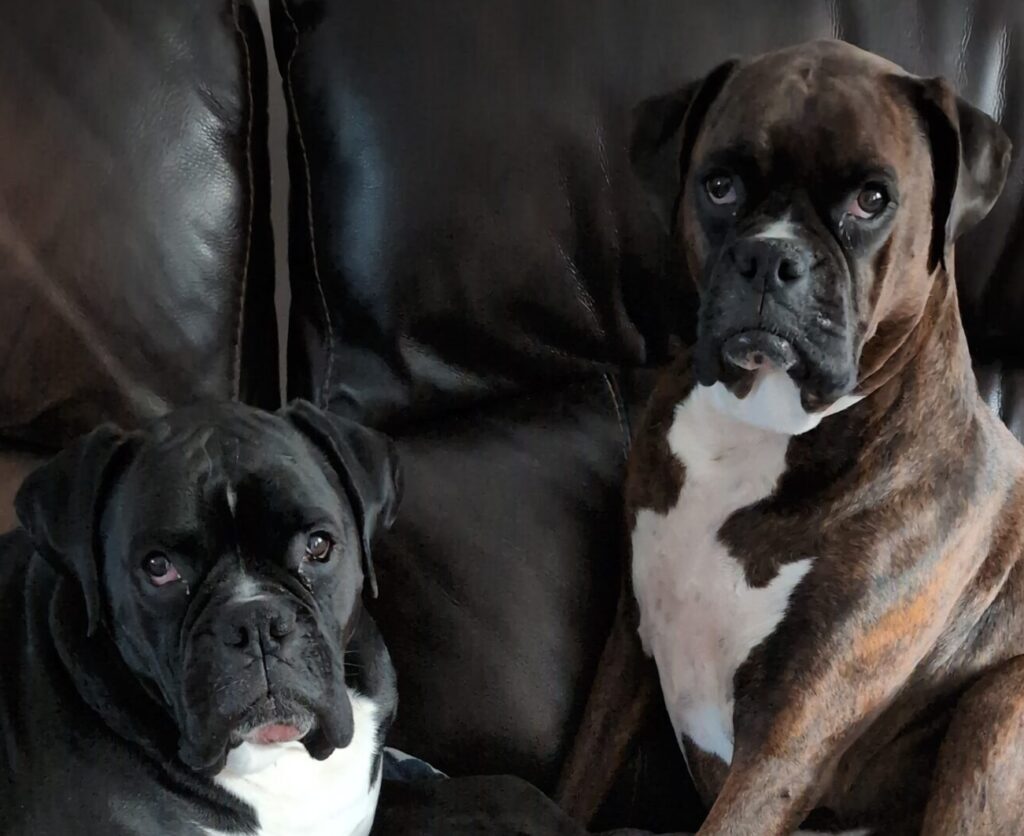 Chicken and Rice Crockpot Homemade Dog Food Recipe | 2.Boxers.Ivy.Zo